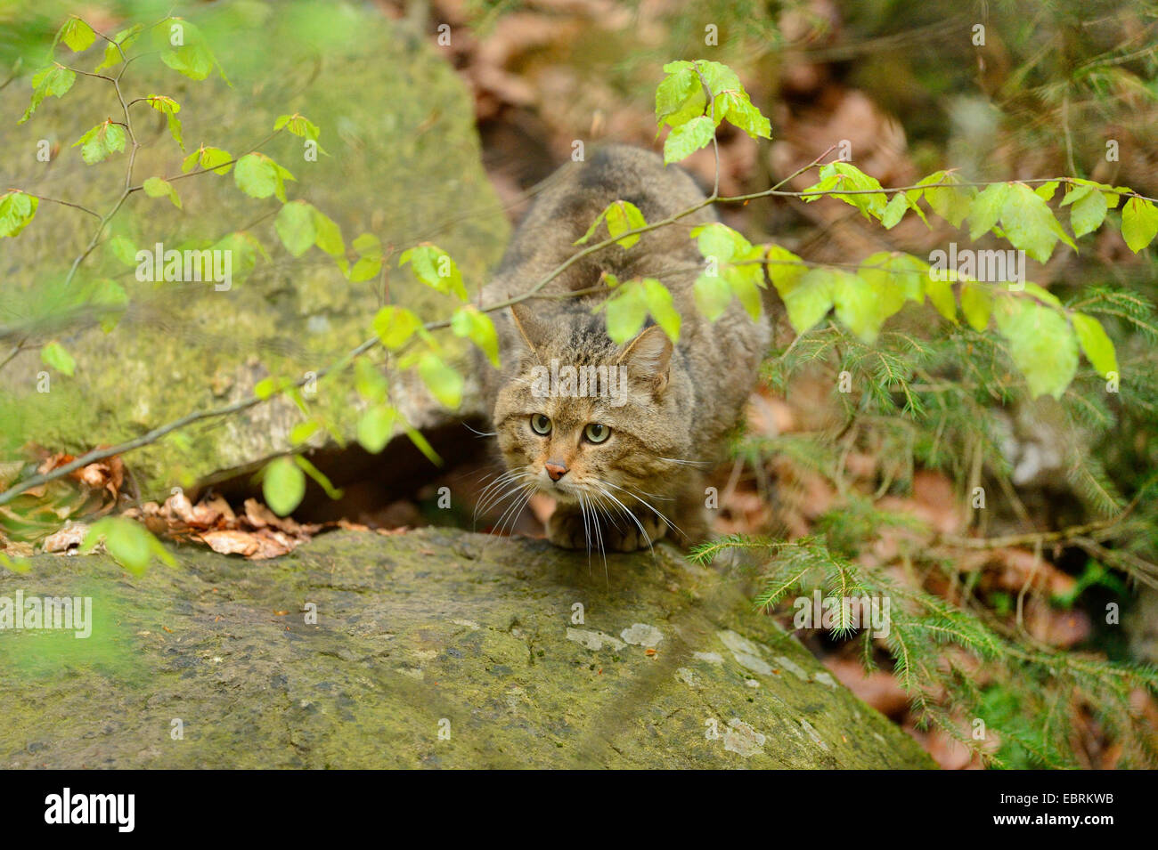 European wildcat, forest wildcat (Felis silvestris silvestris), on the ...