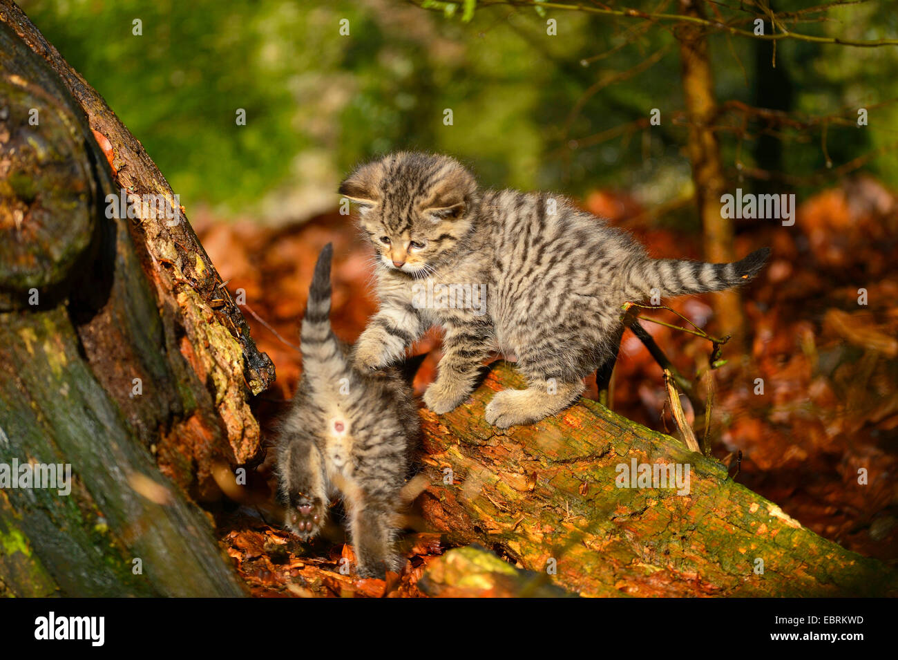 European wildcat, forest wildcat (Felis silvestris silvestris), kittens ...