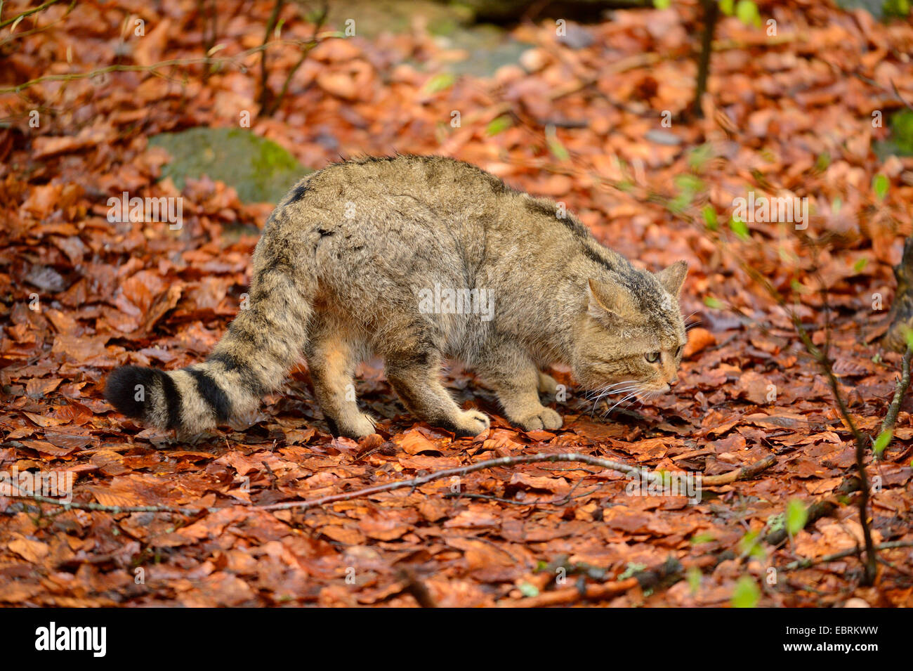 European wildcat, forest wildcat (Felis silvestris silvestris), lurking ...