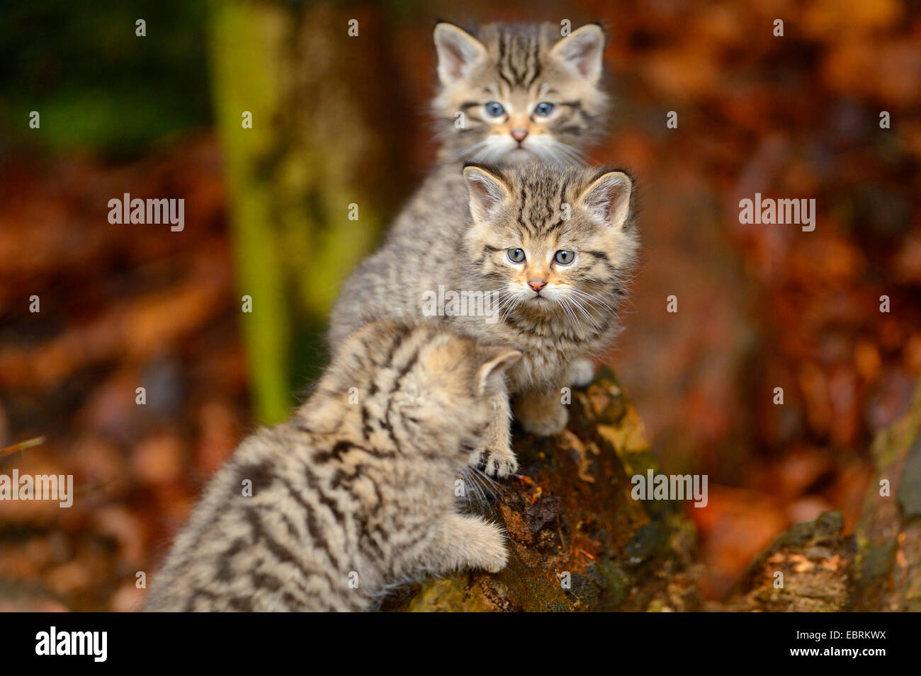 European wildcat, forest wildcat (Felis silvestris silvestris), kittens ...
