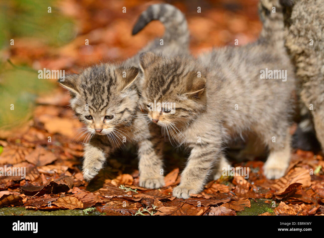 European wildcat, forest wildcat (Felis silvestris silvestris), kittens ...