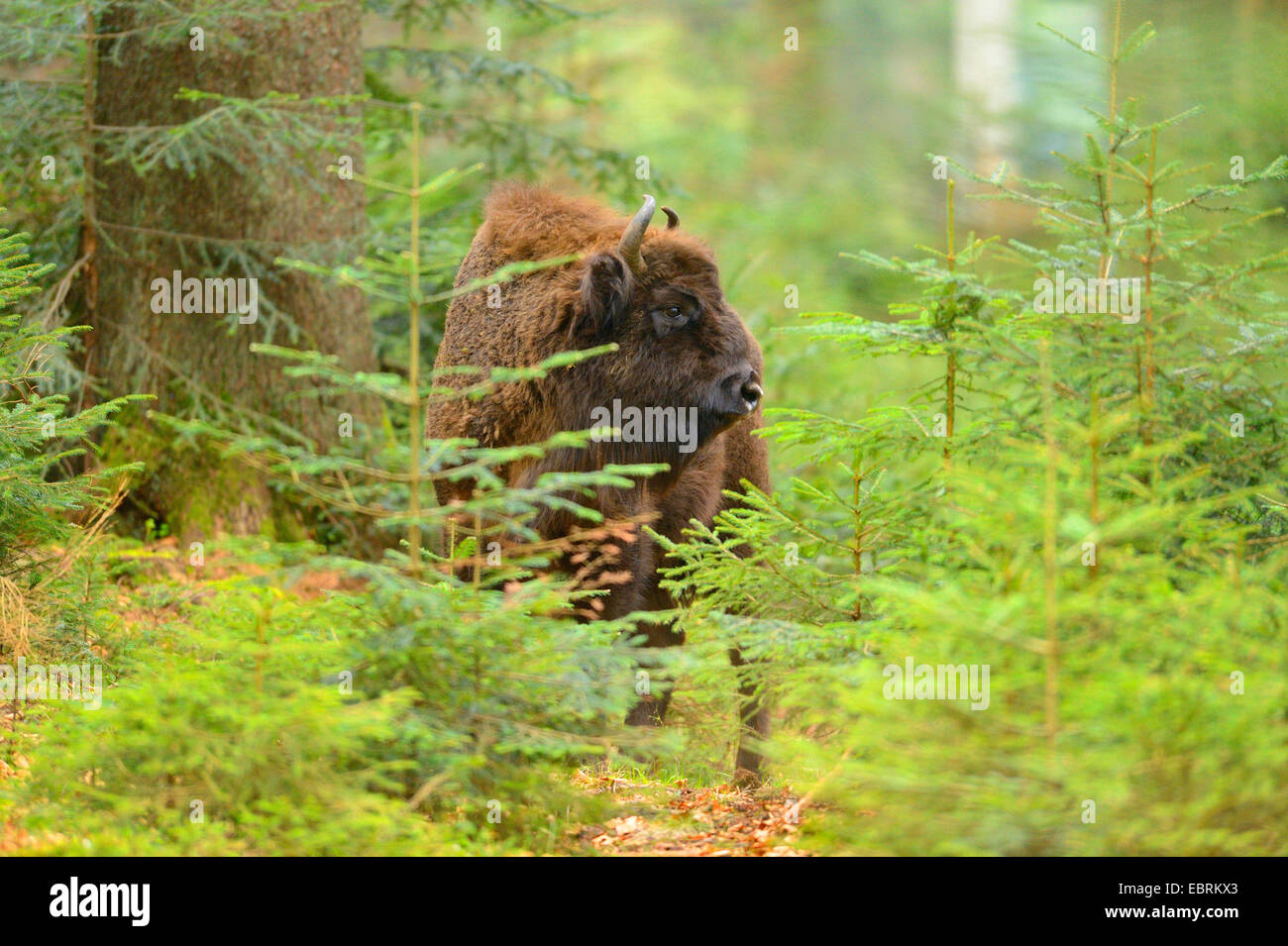 European bison, wisent (Bison bonasus), in a forest in spring, Germany ...