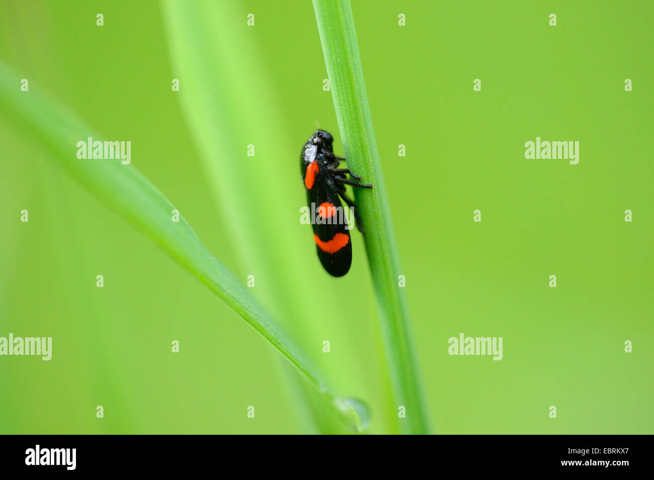 red-and-black froghopper (Cercopis vulnerata, Cercopis sanguinea ...