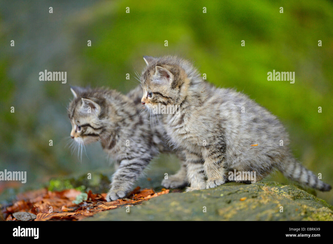 European wildcat, forest wildcat (Felis silvestris silvestris), kittens ...