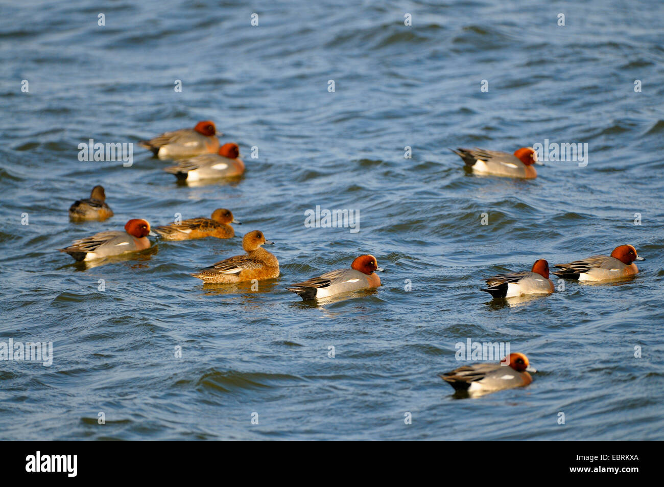 European wigeon (Anas penelope, Mareca penelope), troop of drakes and ...