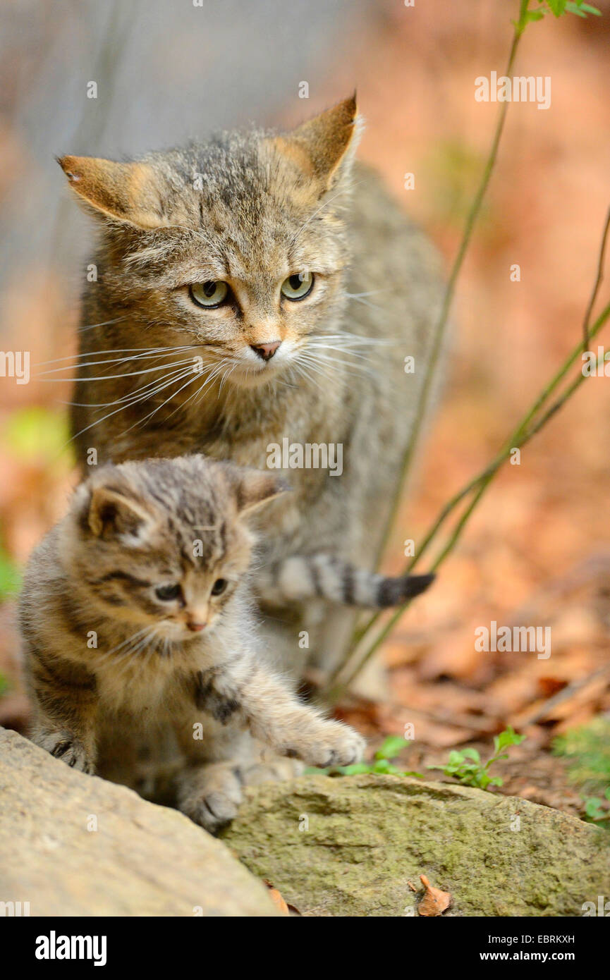 European wildcat, forest wildcat (Felis silvestris silvestris), mother ...