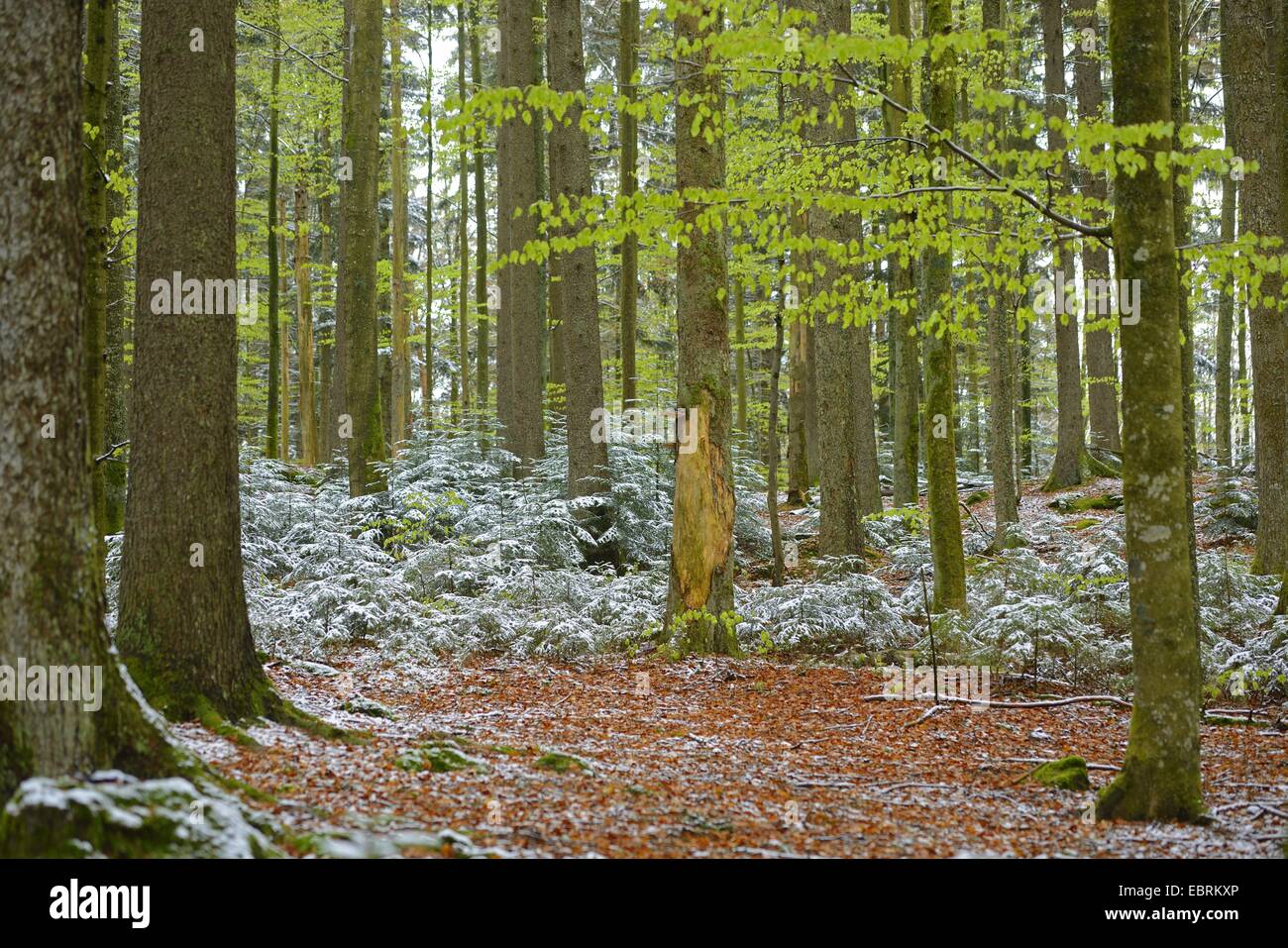 Beeches in winter germany hi-res stock photography and images - Alamy