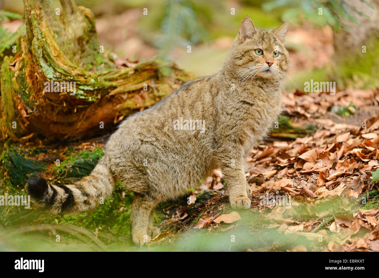 European wildcat, forest wildcat (Felis silvestris silvestris), on the ...
