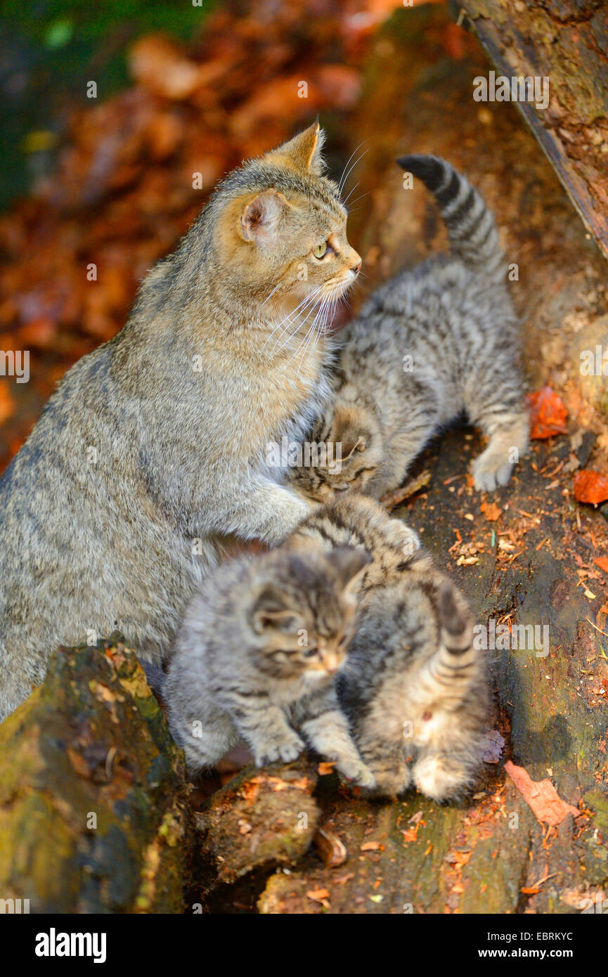 European wildcat, forest wildcat (Felis silvestris silvestris), mother ...