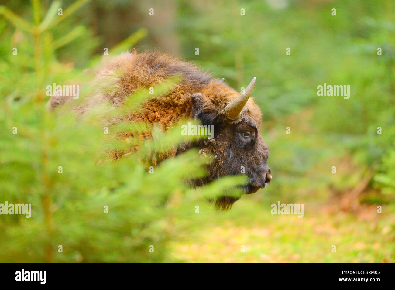 European bison, wisent (Bison bonasus), in a forest in spring, Germany ...