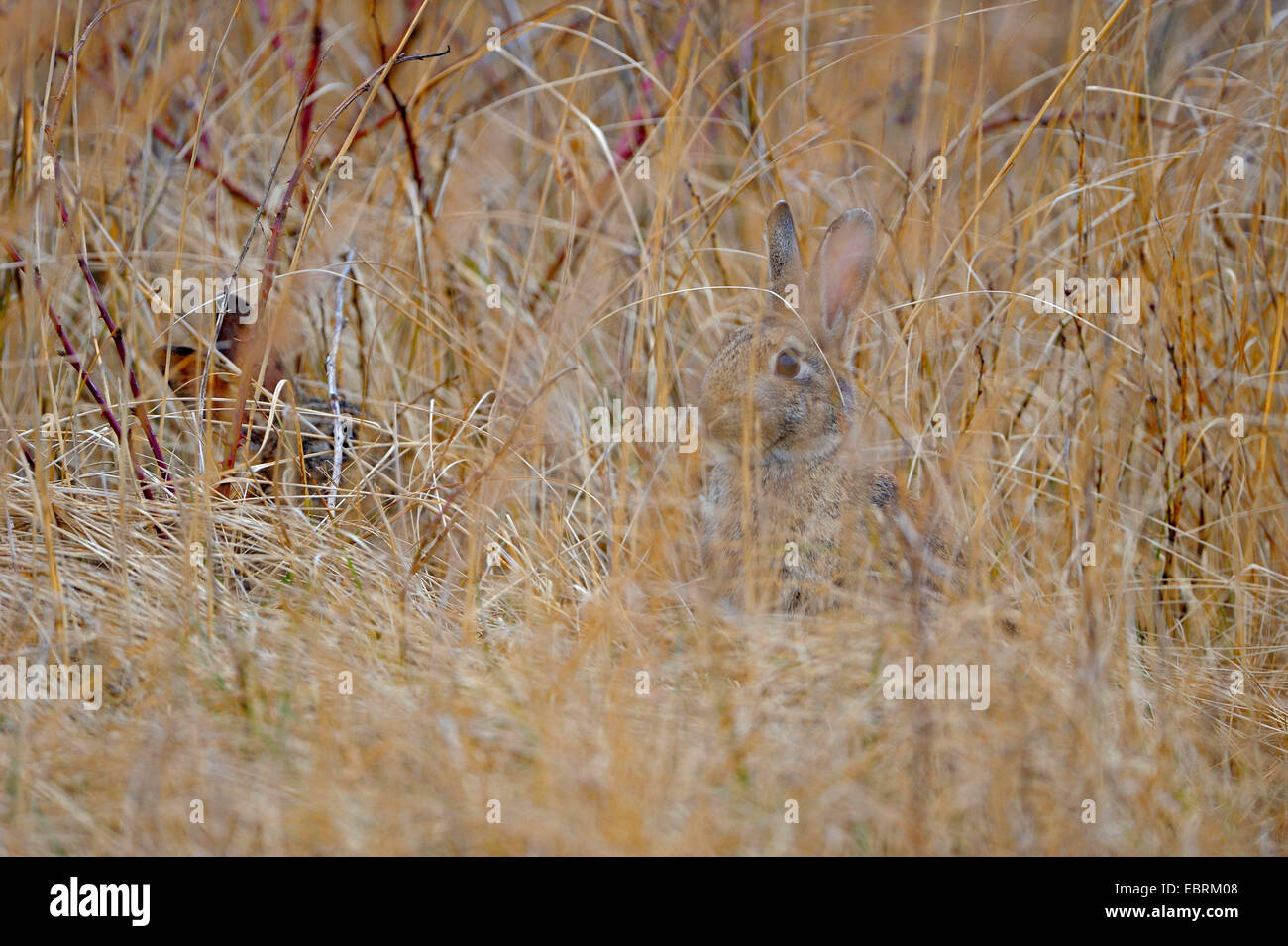 European rabbit (Oryctolagus cuniculus), pair sitting well camouflaged ...