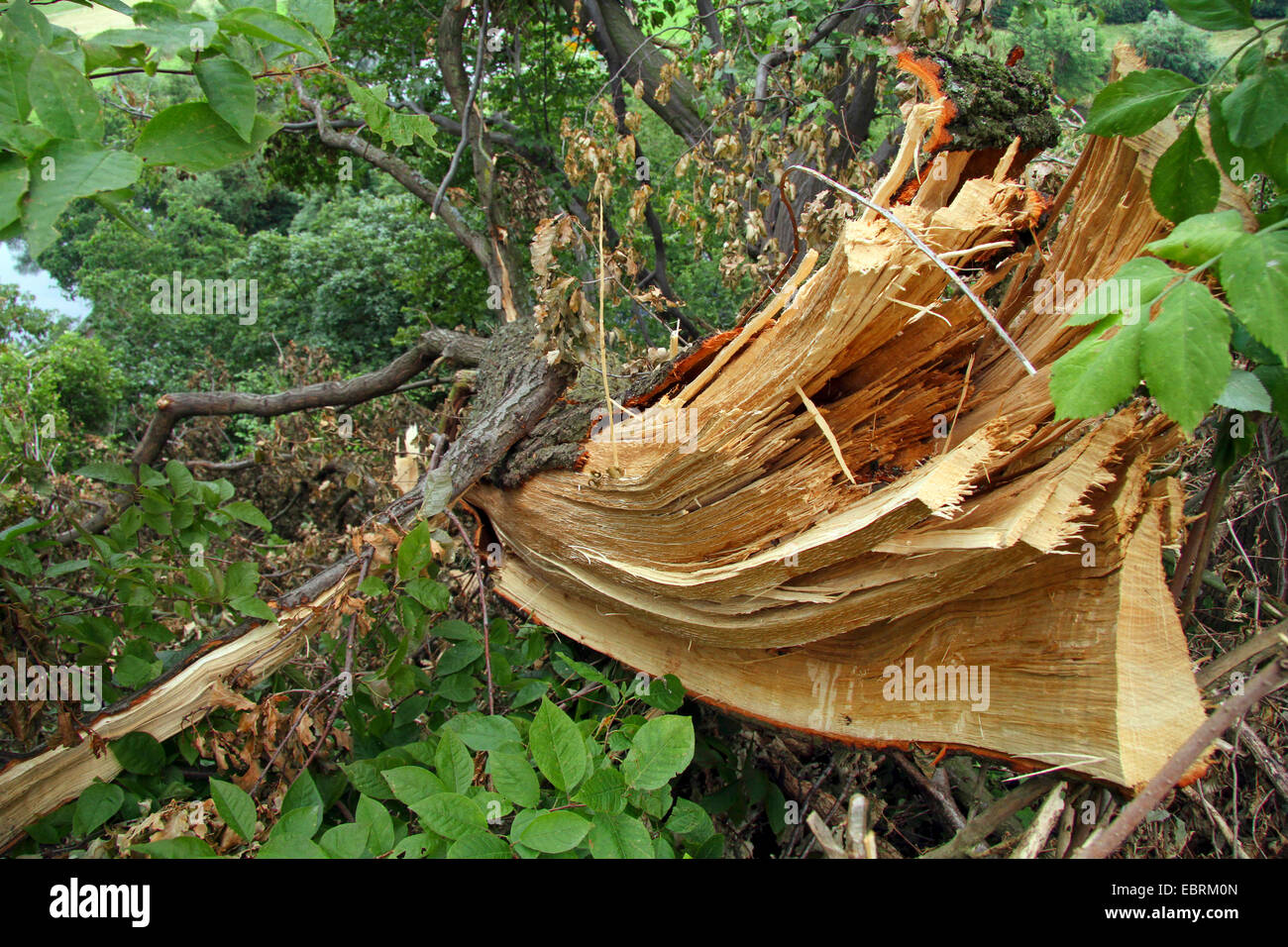 Broken branch hi-res stock photography and images - Alamy
