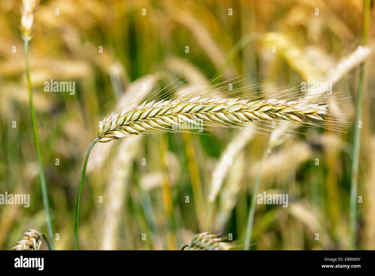 Cultivated Grain High Resolution Stock Photography and Images - Alamy