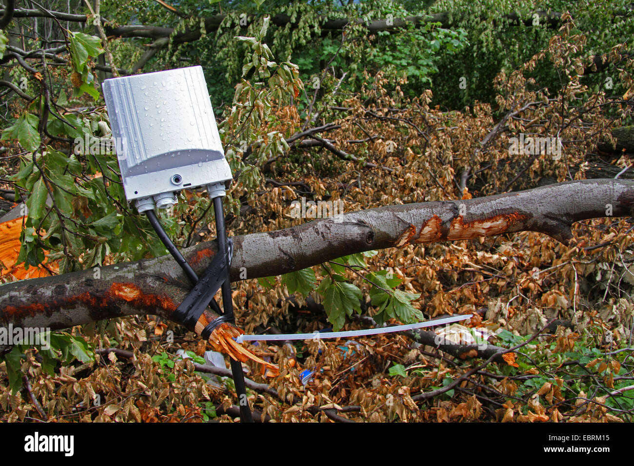 Junction box for power cable stuck to a branch hi-res stock photography ...