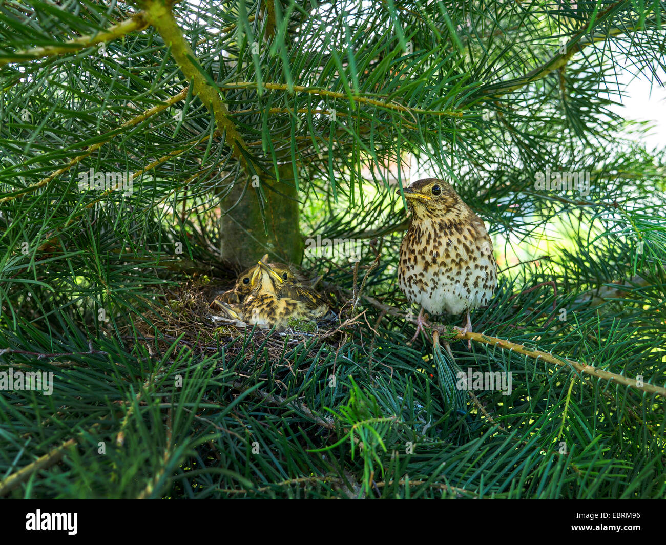 Juvenile song thrush hi-res stock photography and images - Alamy