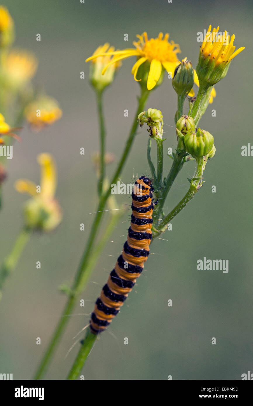 Cinnabar moth (Tyria jacobaeae, Thyria jacobaeae), caterpillar on ...
