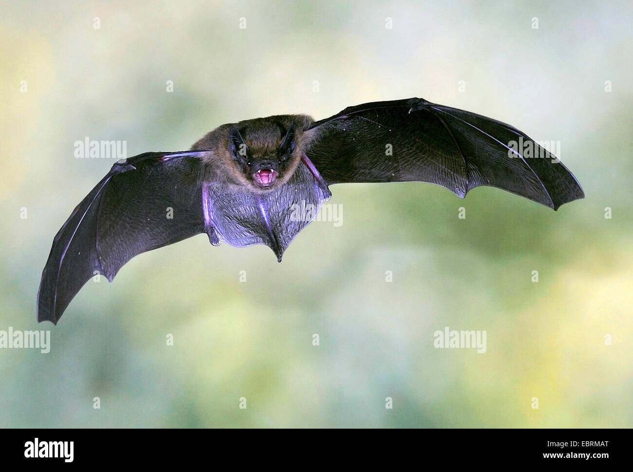 common pipistrelle (Pipistrellus pipistrellus), hunting, Germany, North ...