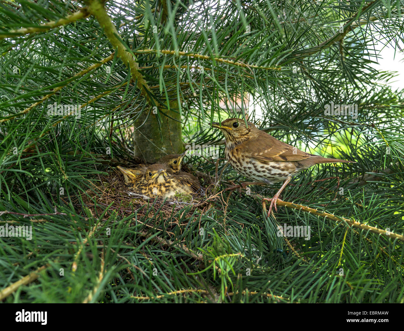 Thrush nest hi-res stock photography and images - Alamy