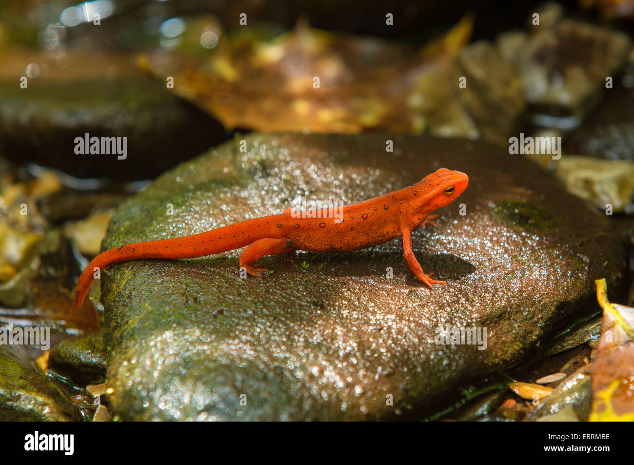 eft, red-spotted newt, red eft, eastern newt (Notophthalmus viridescens ...