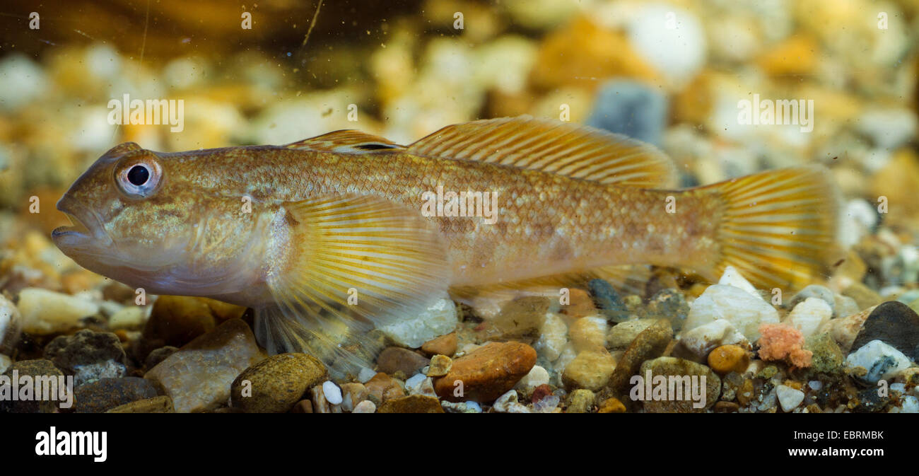 round goby (Neogobius melanostomus), on pebbles on the ground Stock ...