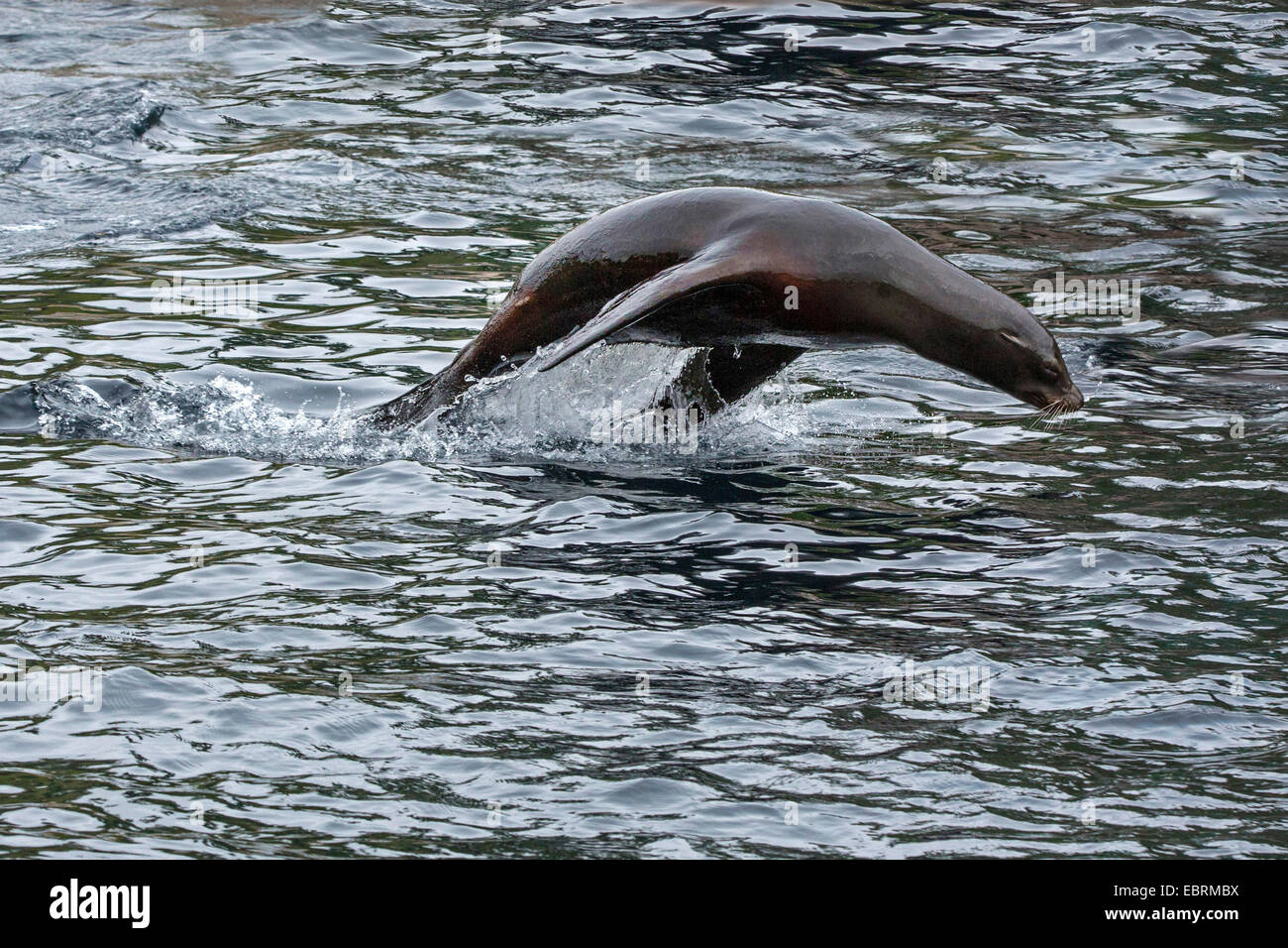 Seal jumping out water hi-res stock photography and images - Alamy