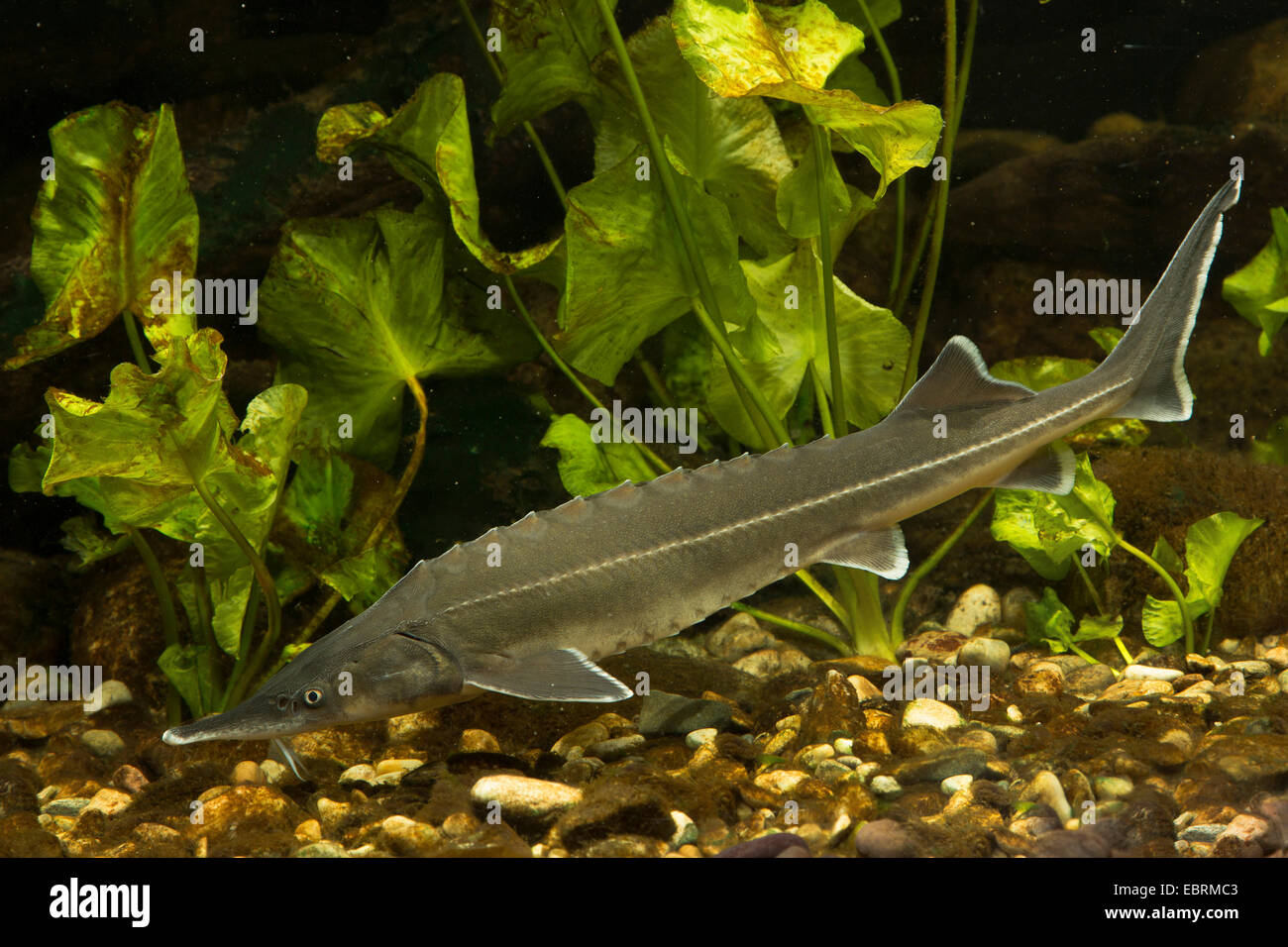Sturgeon fish swimming hi-res stock photography and images - Alamy