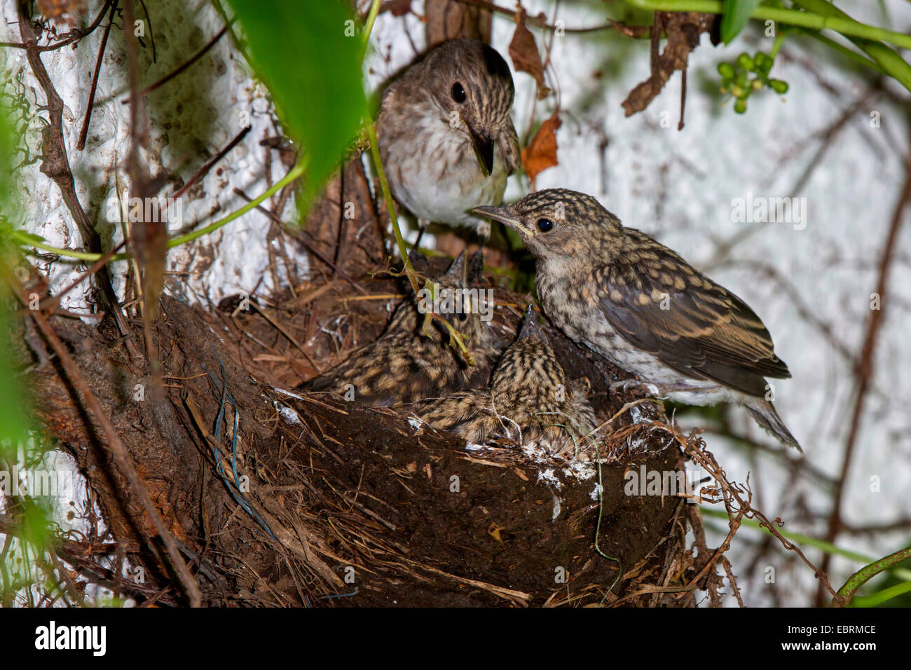 spotted flycatcher (Muscicapa striata), nest in an old blackbird nest ...