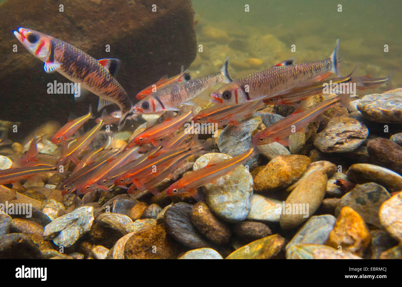 Tennessee Shiner and Warpaint shiner (Notropis leuciodus und Luxilus ...
