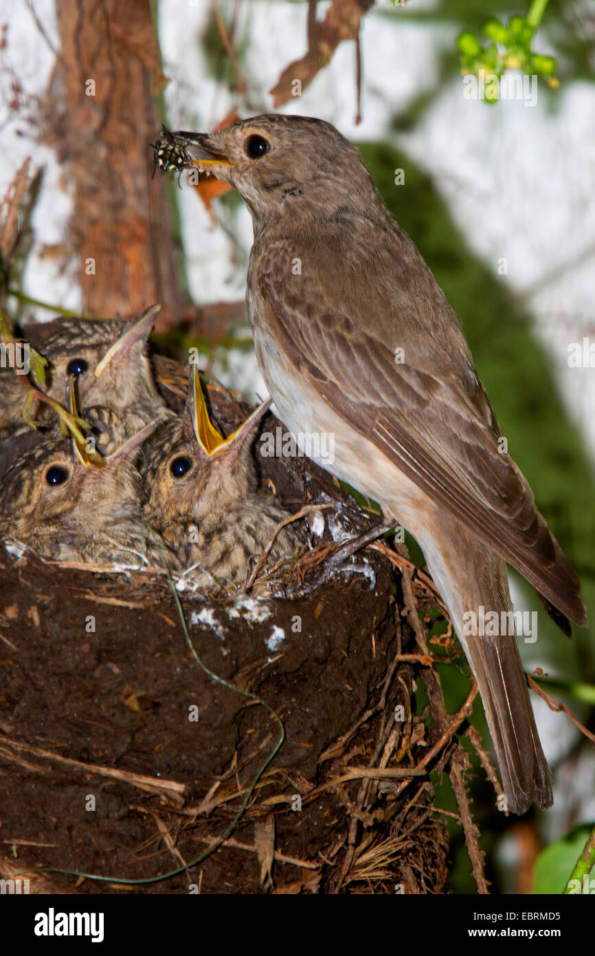 spotted flycatcher (Muscicapa striata), nest in an old blackbird nest ...