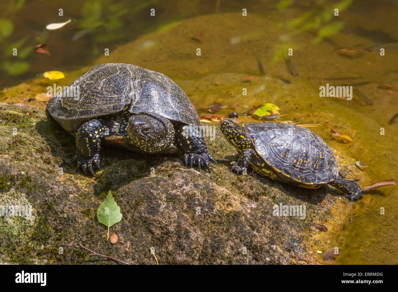 European pond terrapin, European pond turtle, European pond tortoise ...