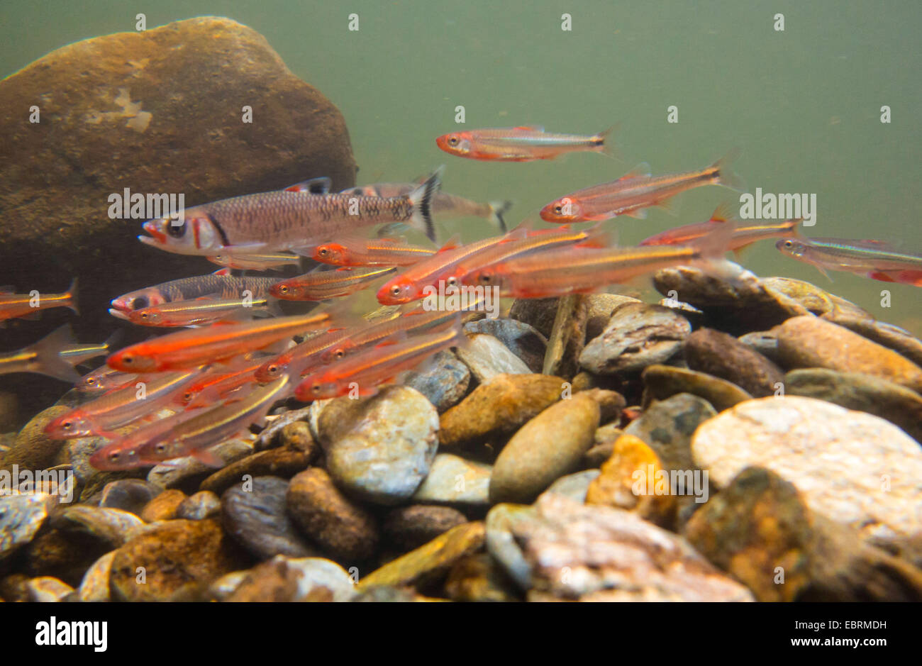 Tennessee Shiner and Warpaint shiner (Notropis leuciodus und Luxilus ...