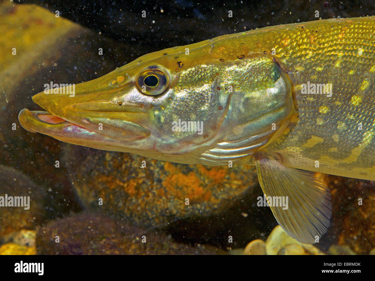 pike, northern pike (Esox lucius), portrait, Germany Stock Photo - Alamy