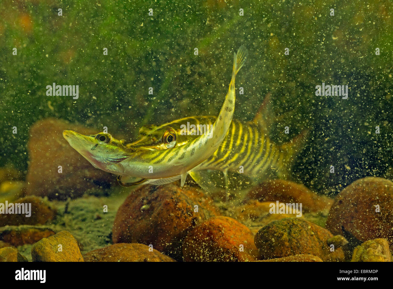 pike, northern pike (Esox lucius), pike caught conspecific, Germany ...