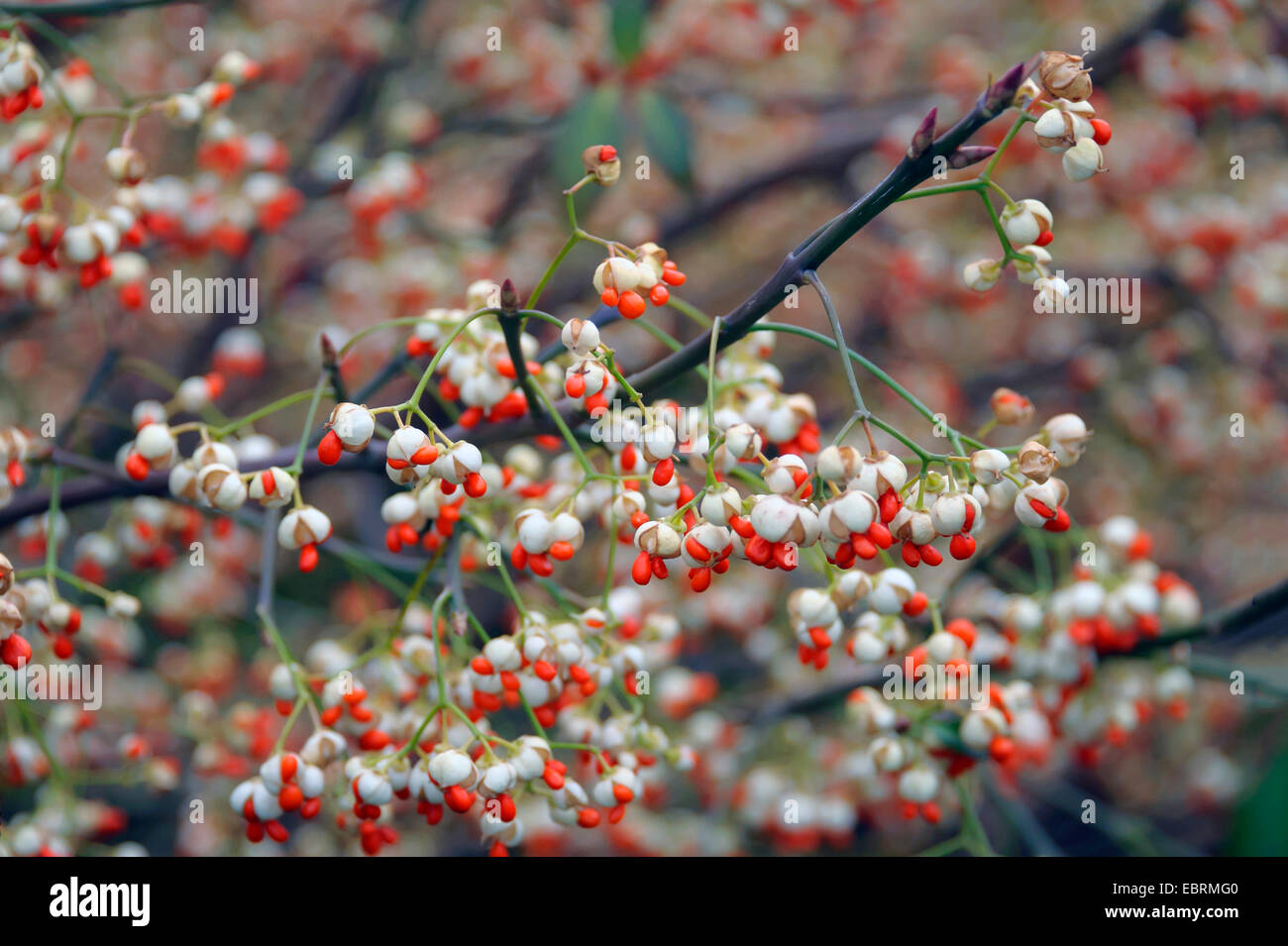 climbing euonymus, wintercreeper euonymus, winter-creeper (Euonymus ...