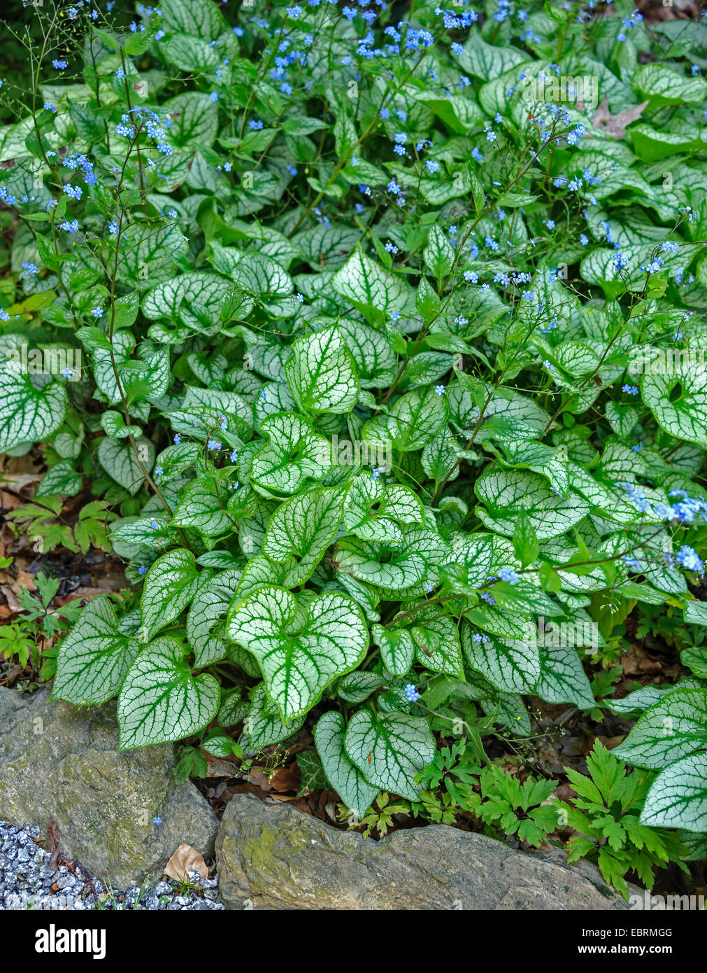 Brunnera hi-res stock photography and images - Alamy