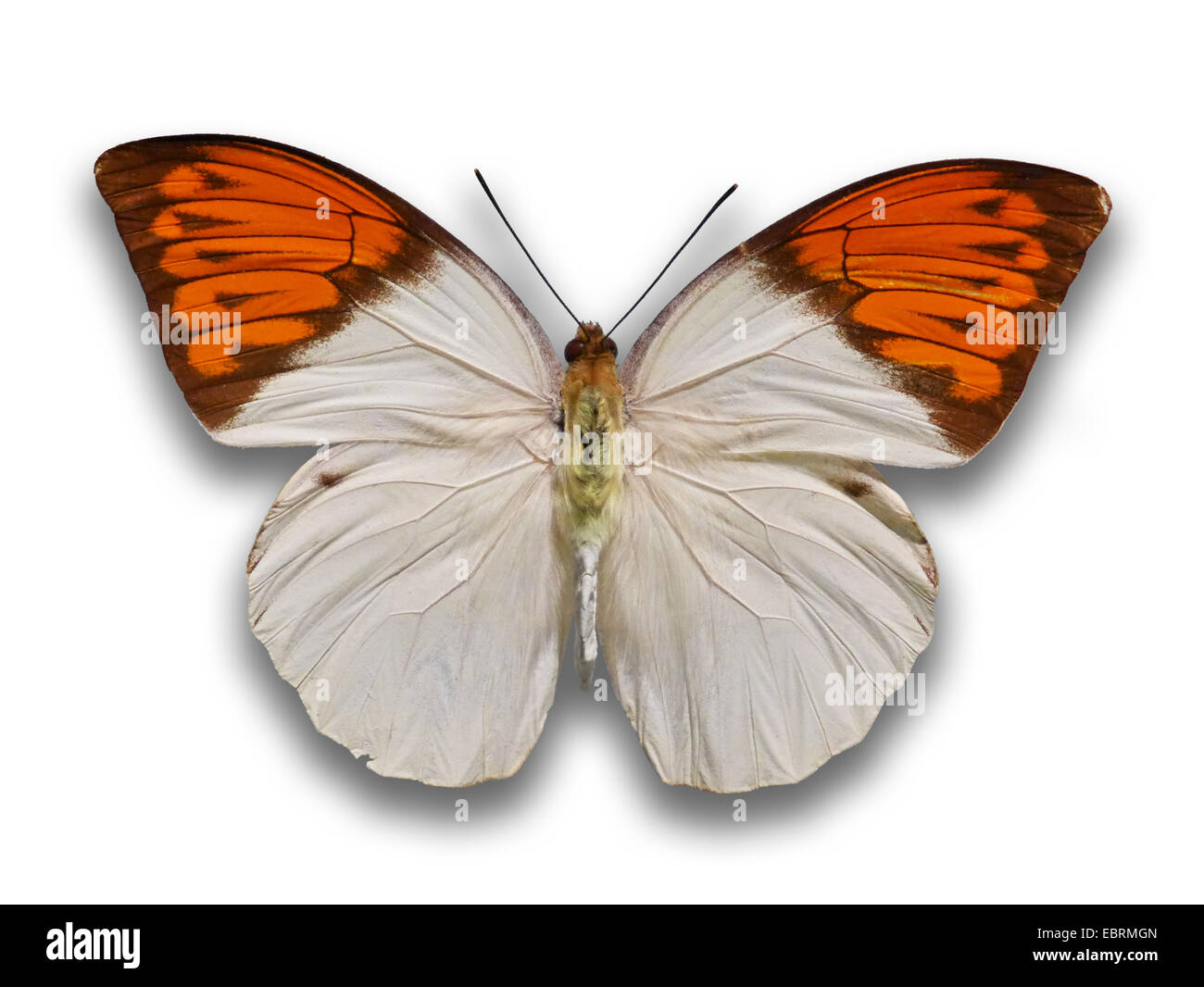 Top view insect butterfly Cut Out Stock Images & Pictures - Alamy