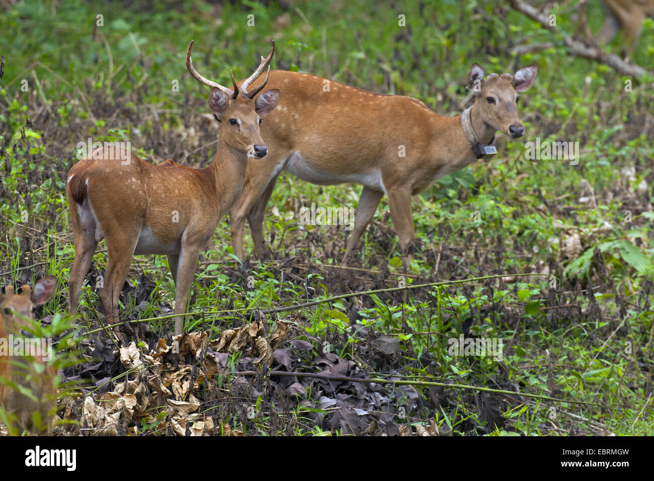 Thamin, Brow-antlered deer, Eld's deer (Panolia eldii, Rucervus eldii ...