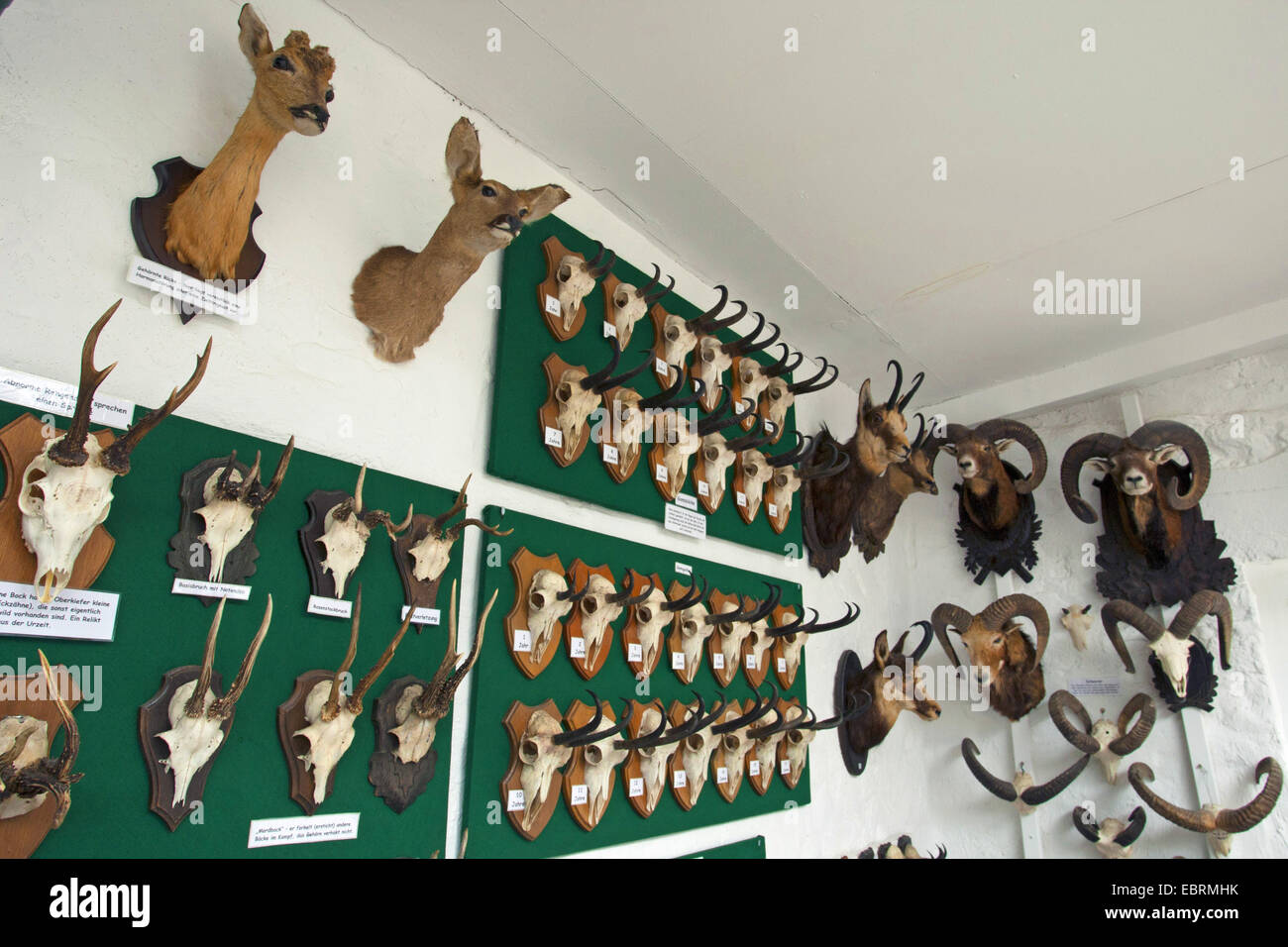 Horn of antler hi-res stock photography and images - Alamy