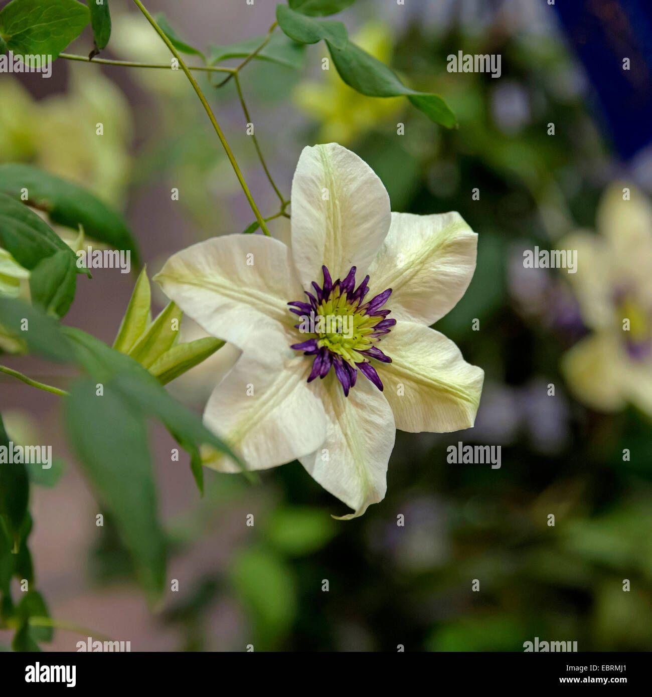 clematis, virgins-bower (Clematis 'Vienetta', Clematis Vienetta ...