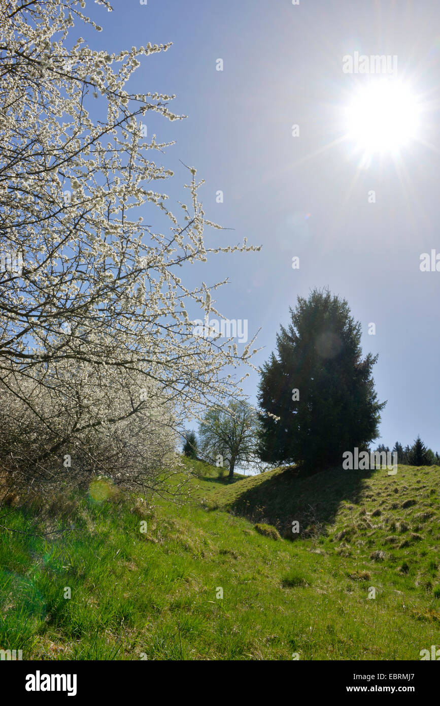 Wild cherry, Sweet cherry, gean, mazzard (Prunus avium), landscape with ...
