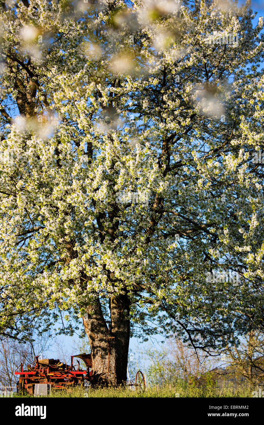 Cherry tree, Sweet cherry (Prunus avium), flowering tree in a meadow ...