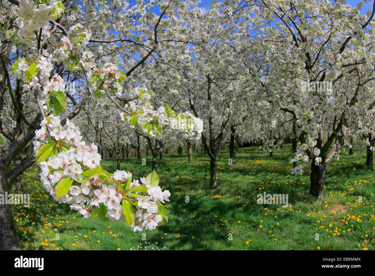 Horizontal Fruit Trees High Resolution Stock Photography and Images - Alamy