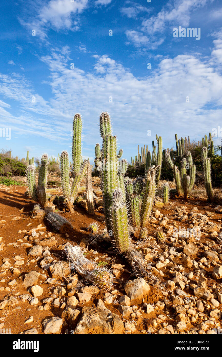 Kadushi cactus curacao hi-res stock photography and images - Alamy