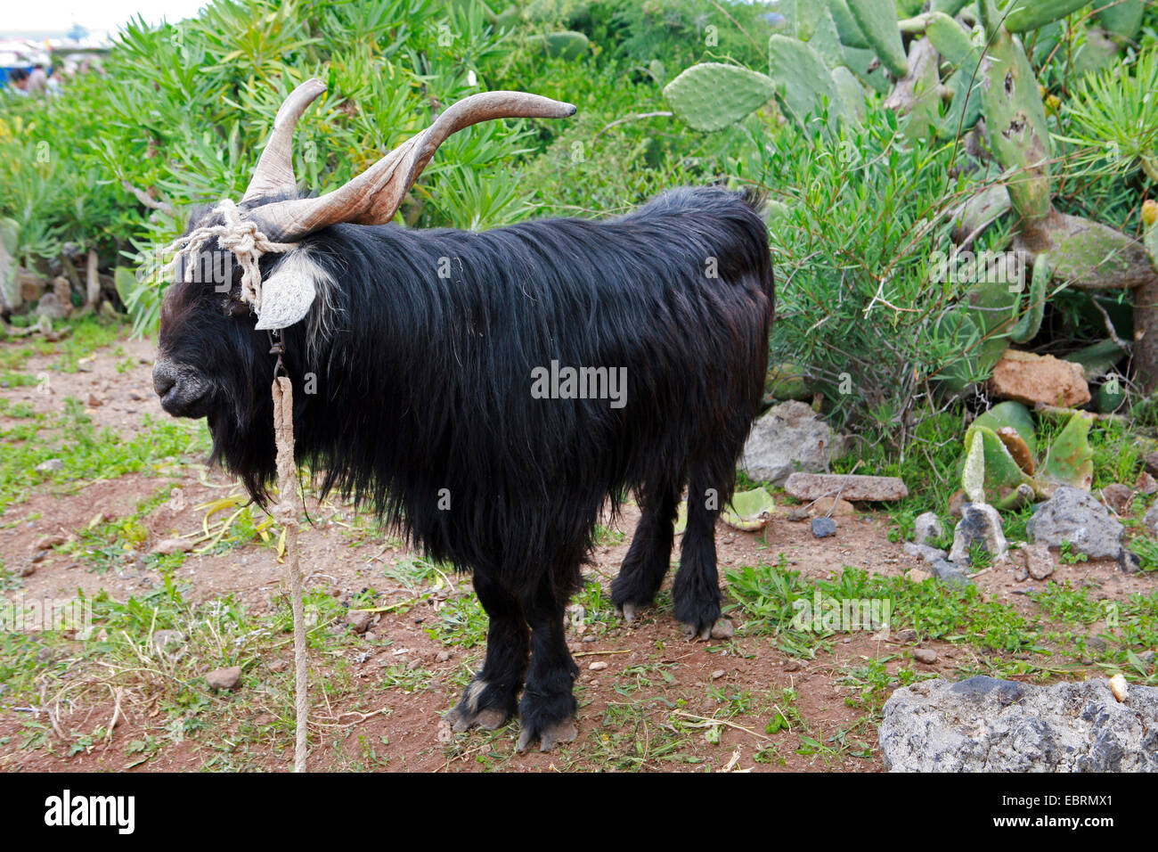 domestic goat (Capra hircus, Capra aegagrus f. hircus), standing kept ...