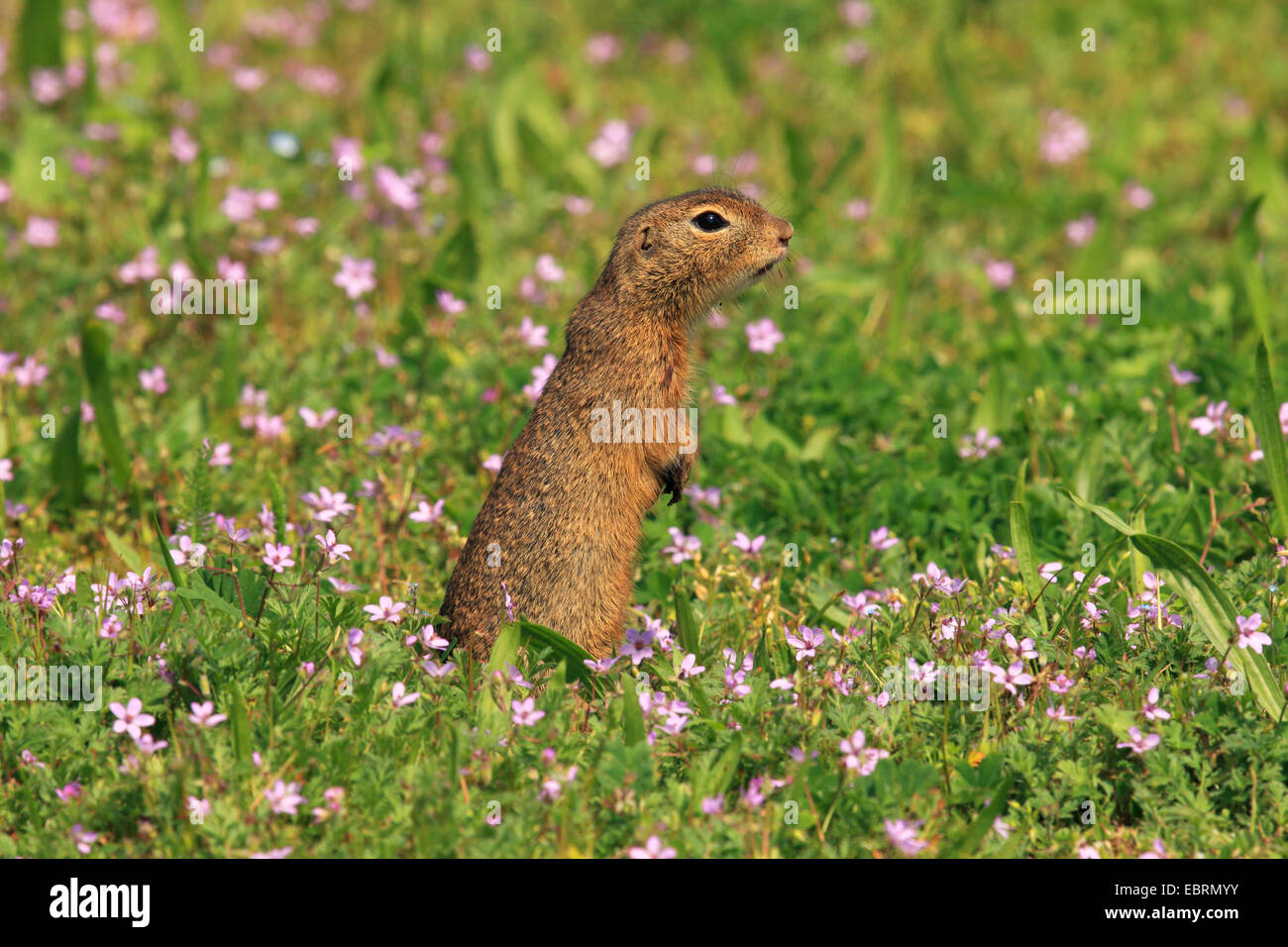 European ground squirrel, European suslik, European souslik (Citellus ...