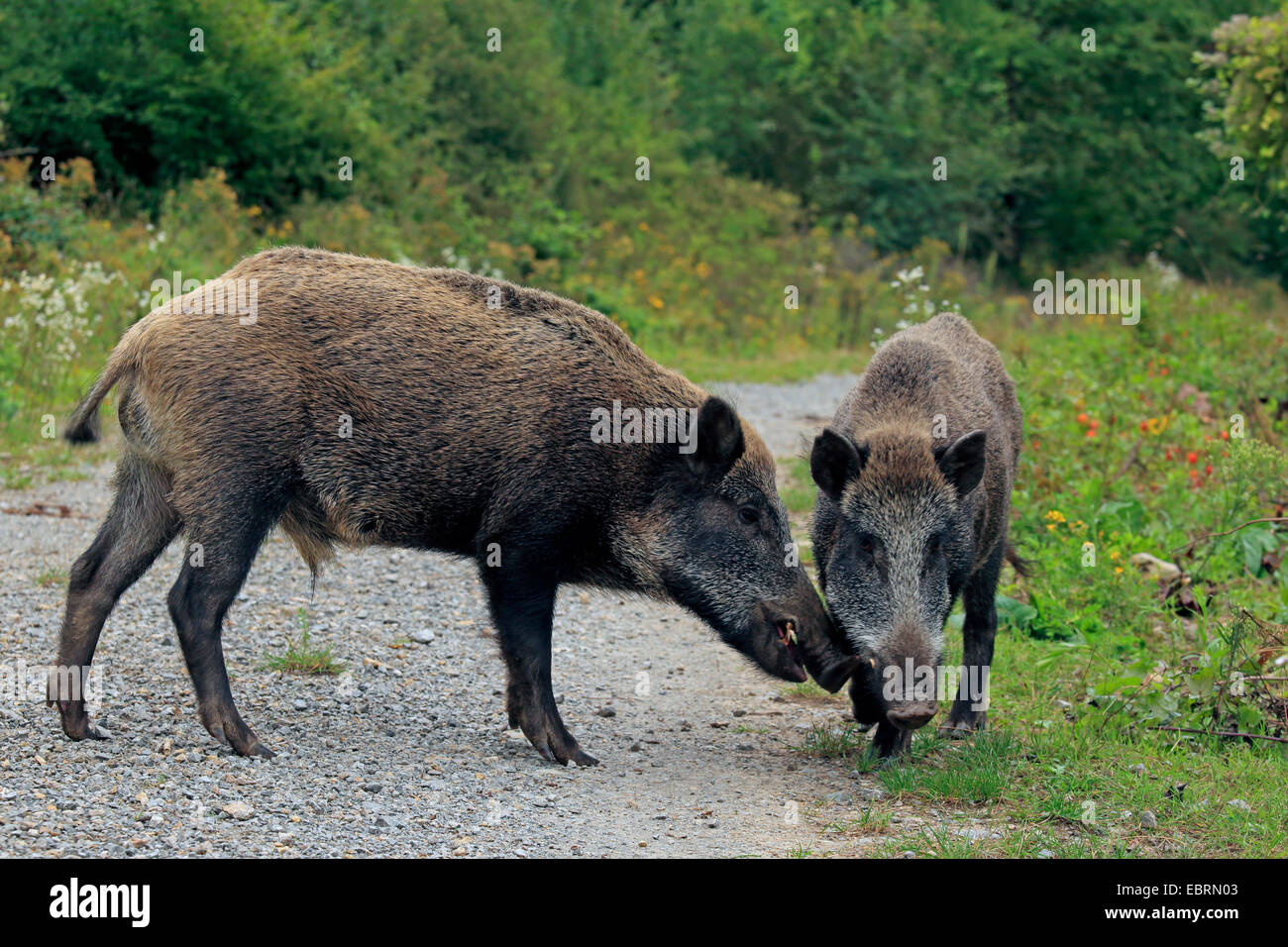 wild boar, pig, wild boar (Sus scrofa), young tuskewrs in summer ...