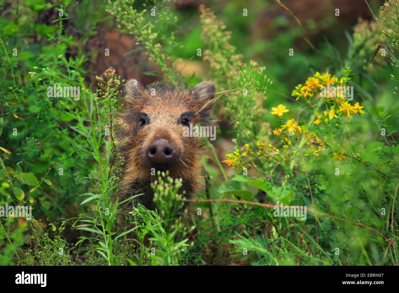wild boar, pig, wild boar (Sus scrofa), runt, Germany, Baden ...