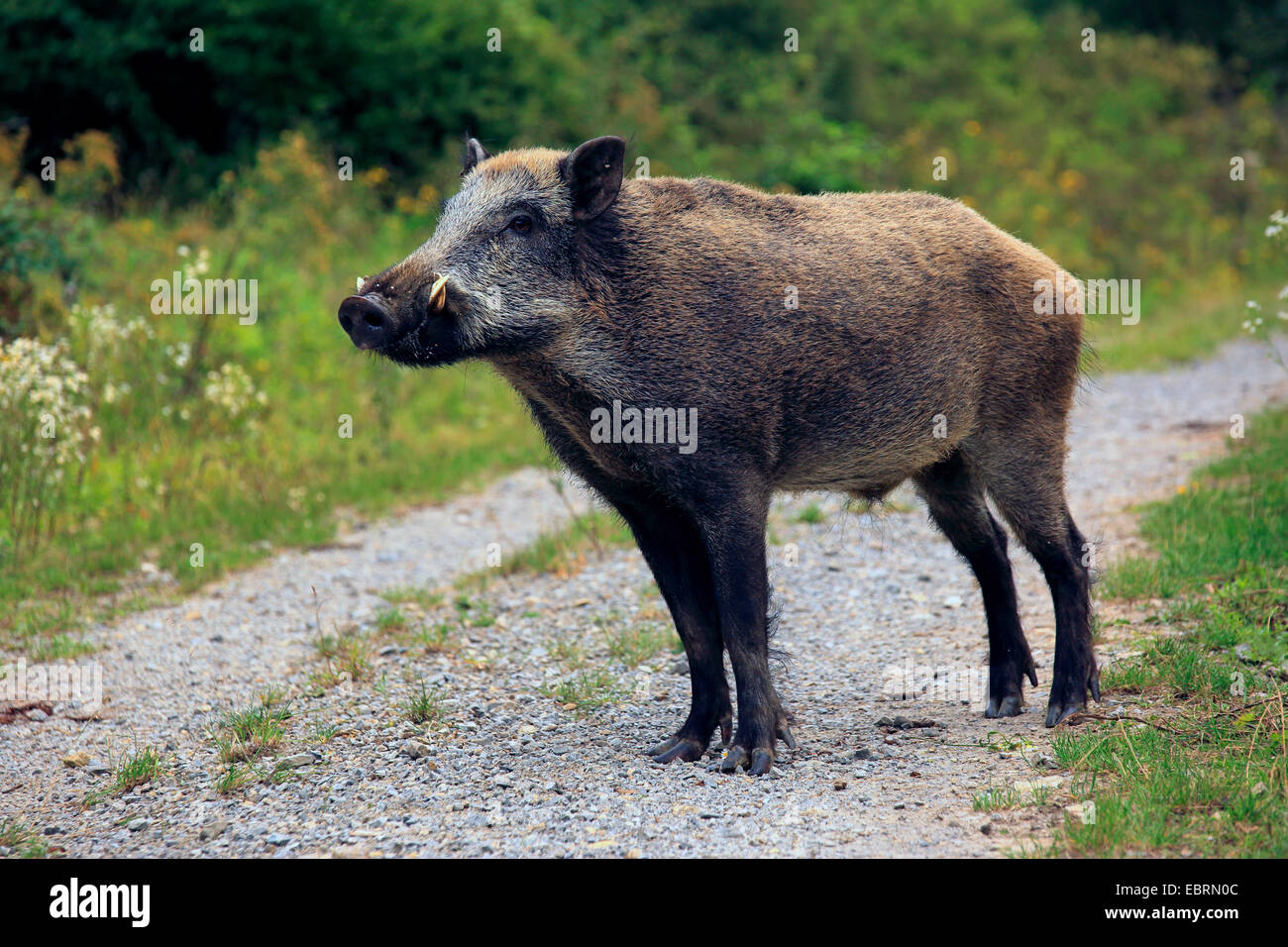 wild boar, pig, wild boar (Sus scrofa), tusker in summer, Germany ...