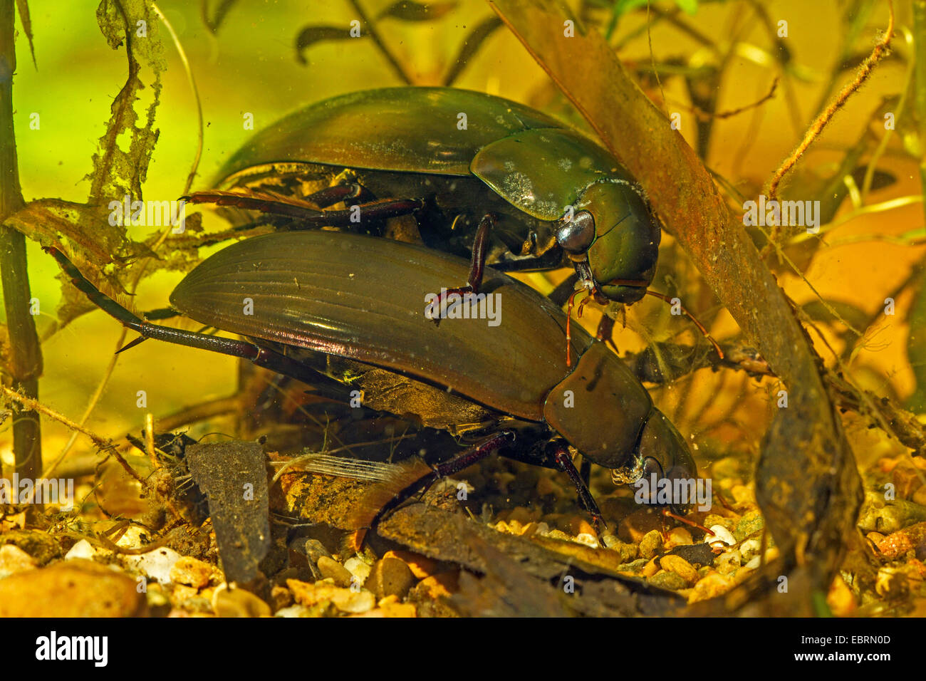 Greater silver beetle, Great black water beetle, Great silver water ...