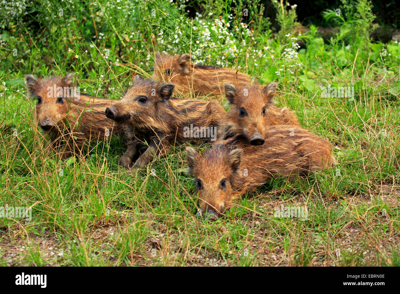 wild boar, pig, wild boar (Sus scrofa), runts, Germany, Baden ...